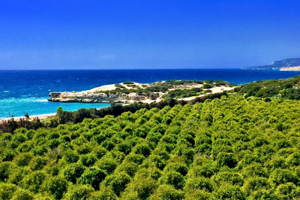 Paramali Turtle Beach - красивый пляж на Кипре, который полюбился ...